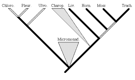 LON-CAPA BRYOPHYTES: Classification of the Bryophytes