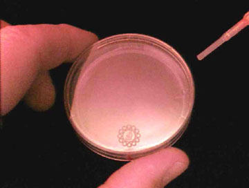 LON-CAPA C-Fern Web Manual - Inoculation of C-Fern Spores