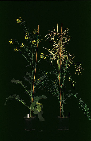 LON-CAPA Raps (Brassica napus L. var. napus)