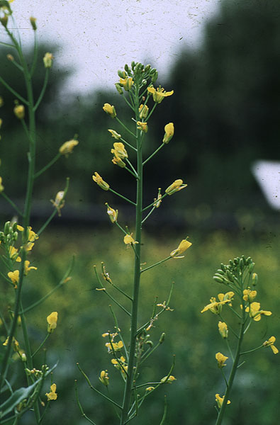 LON-CAPA Raps (Brassica napus L. var. napus)